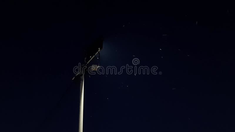 Low Angle Footage of the Bugs Flying Around an Illuminated Lamp Post in ...