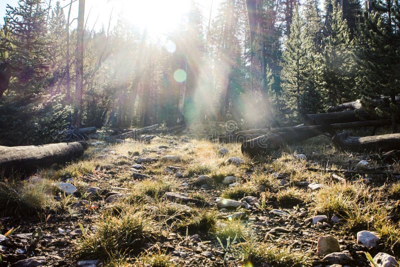 Low Angle of a Forest Under Bright Rays of Sunlight Stock Photo - Image ...