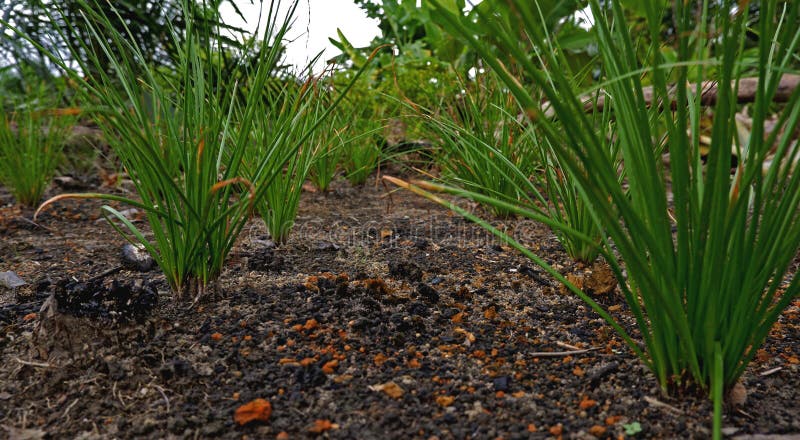 Low Angle of Green Chives Growing in the Garden Stock Image - Image of ...