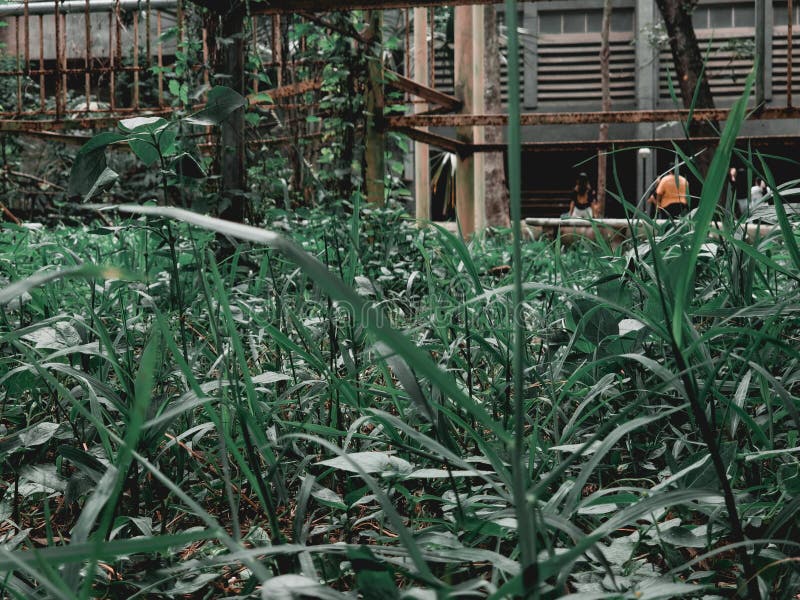 Low Angle Green Grass at the Forest Stock Photo - Image of forest ...