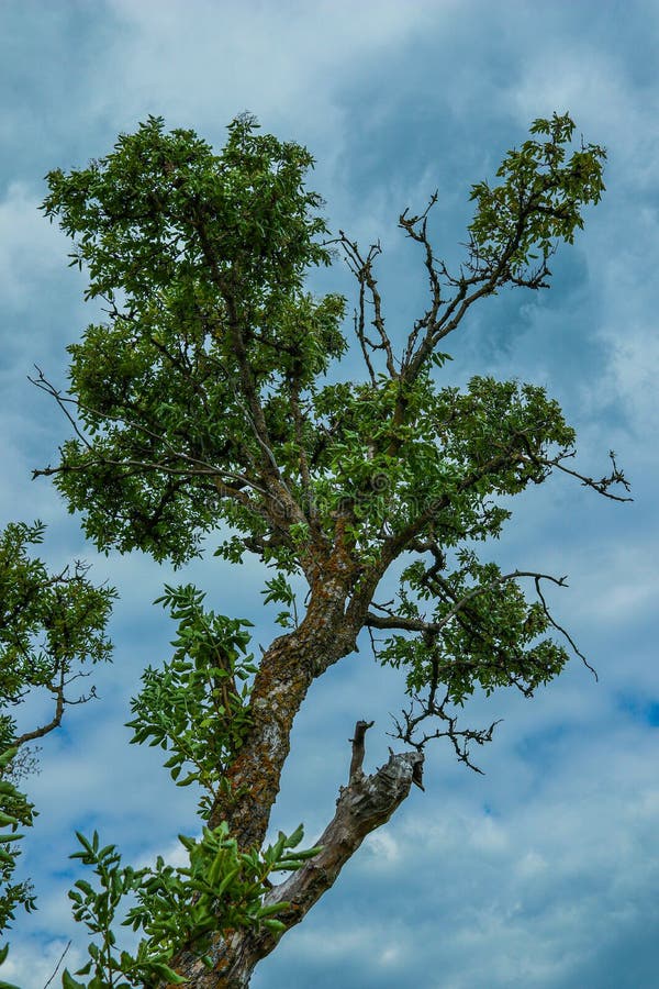 Low Angle of a Green Tree with Sky on the Background Stock Image ...