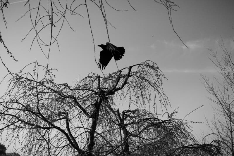 Low Angle Greyscale View of a Crow Flying Above the Branches of the ...