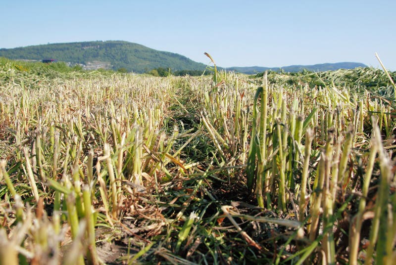 Low Angle Harvested Crop stock image. Image of acre, harvested - 53631763
