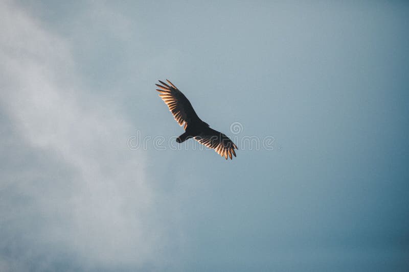 Low Angle of a Hawk Flying Above the Coast of California Stock Image ...