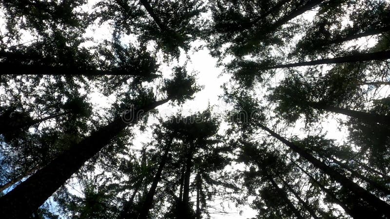 Low Angle of High Slim Trees Under Bright Sky Stock Video - Video of ...