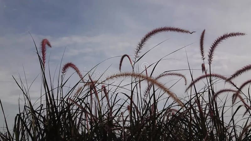 Low Angle, Horse Tail Reed, Big Tree and Morning Blue Sky and Cloud ...