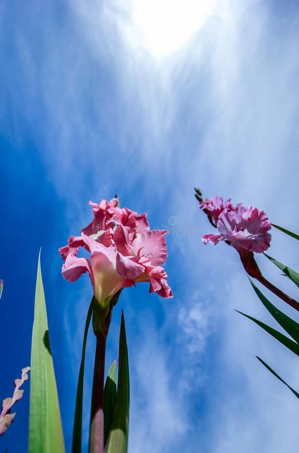 Low Angle Image of Garden Flowers Stock Photo - Image of purple ...