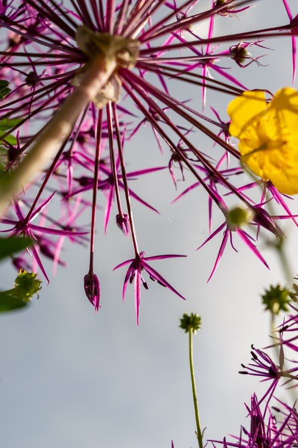 Low Angle Image of Purple Flower Head Stock Photo - Image of blossom ...