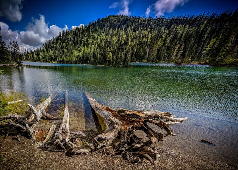 Low-angle of a Lake with a Fallen Tree on the Beach with Flathead ...