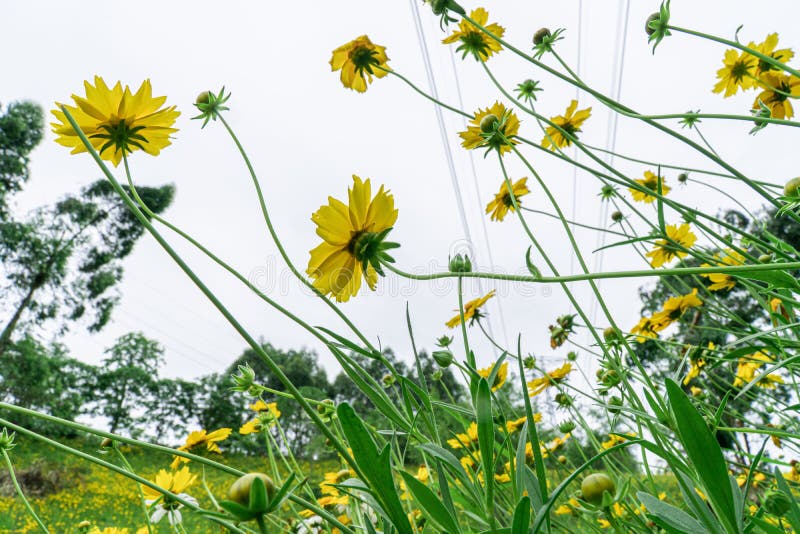 Low Angle of a Lance-leaved Coreopsis on a Sunny Day Stock Image ...