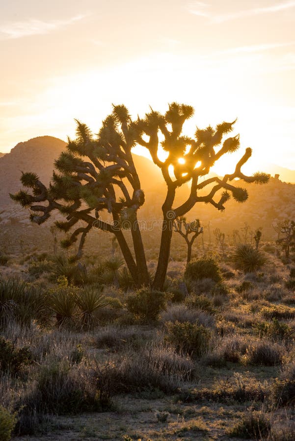 Low Angle of Late Afternoon Sun through Joshua Tree Stock Photo - Image ...