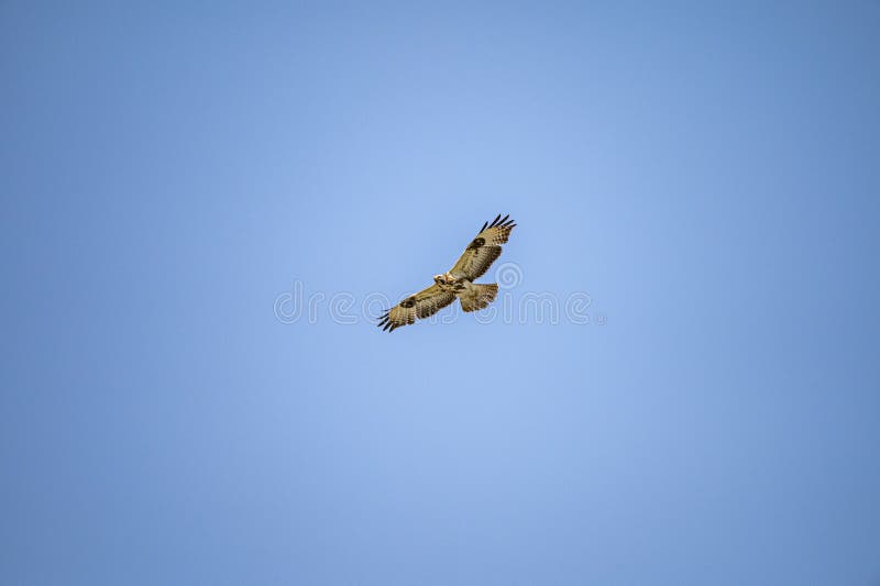 Low Angle Long Shot of an Eagle Flying in the Sky Stock Image - Image ...