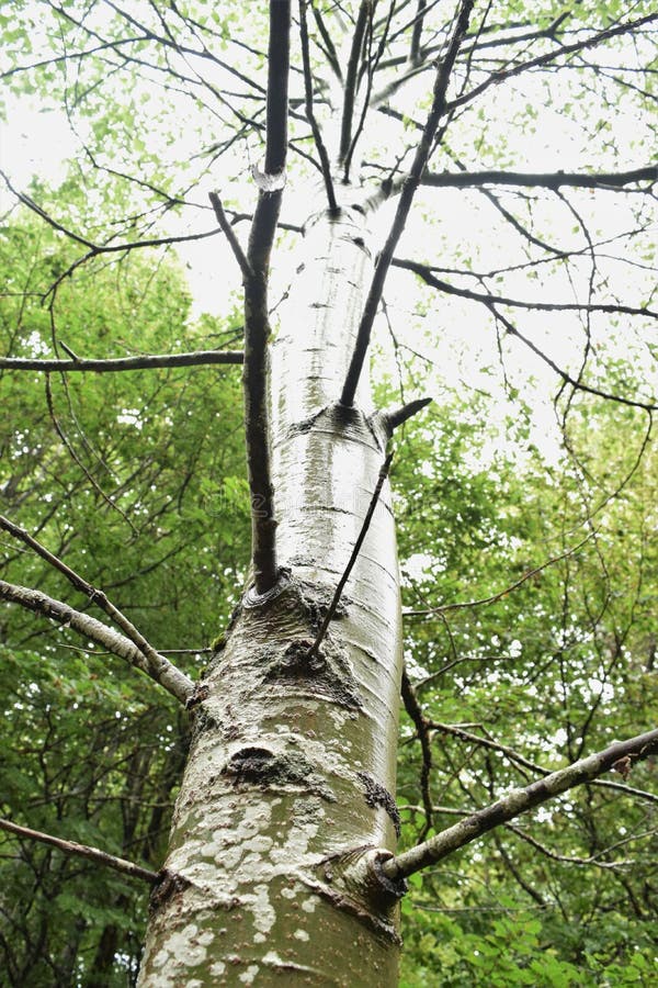 Low Angle of a Long Tall Tree in the Woods Stock Photo - Image of long ...