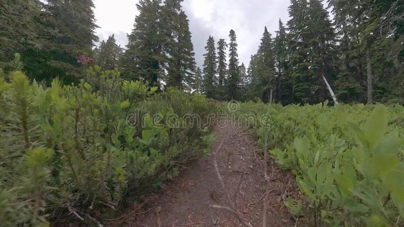 Low Angle of Low Brushes on Trail Stock Footage - Video of recreation ...
