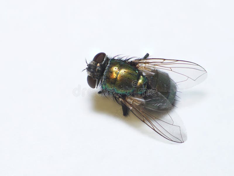 Low Angle Macro of a Common House Fly Stock Image - Image of pest, wild ...