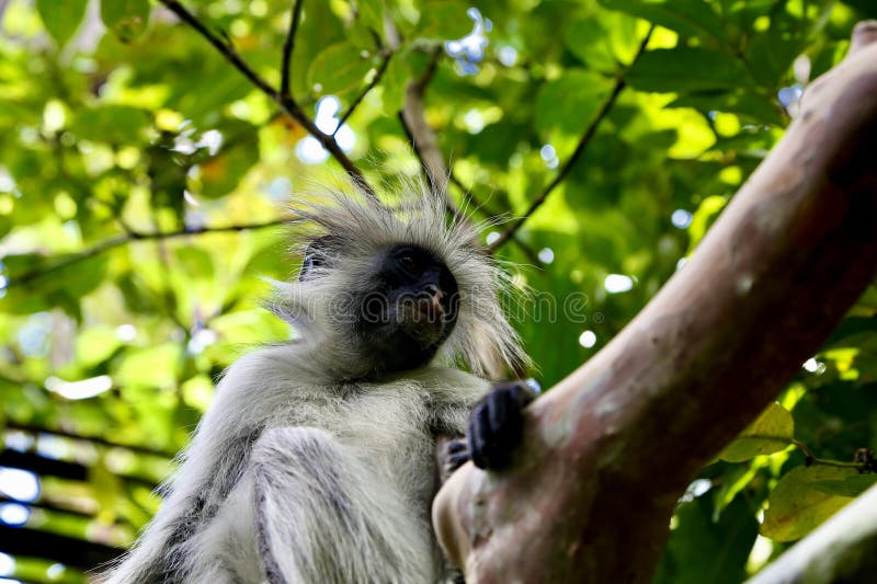 Low Angle of a Monkey Perched on a Green Tree Branch in Jozani Forest ...