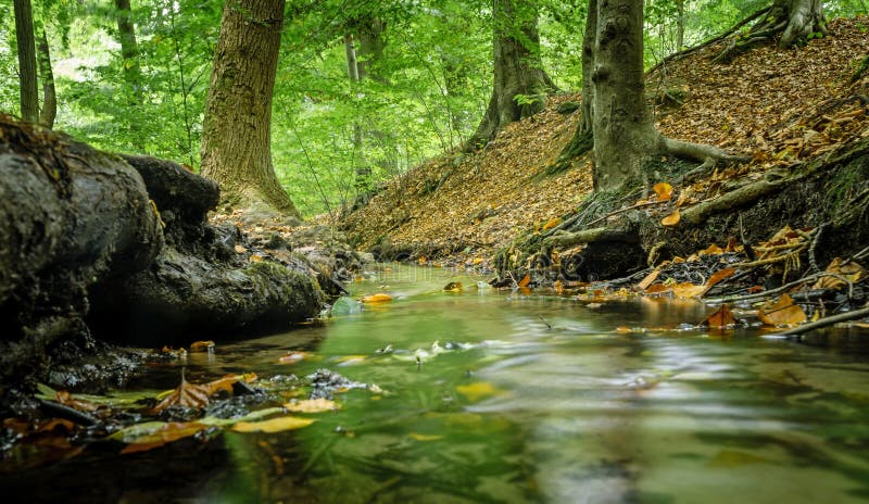 A Low Angle Motion Blur Image of a Small Stream Running through Forest ...