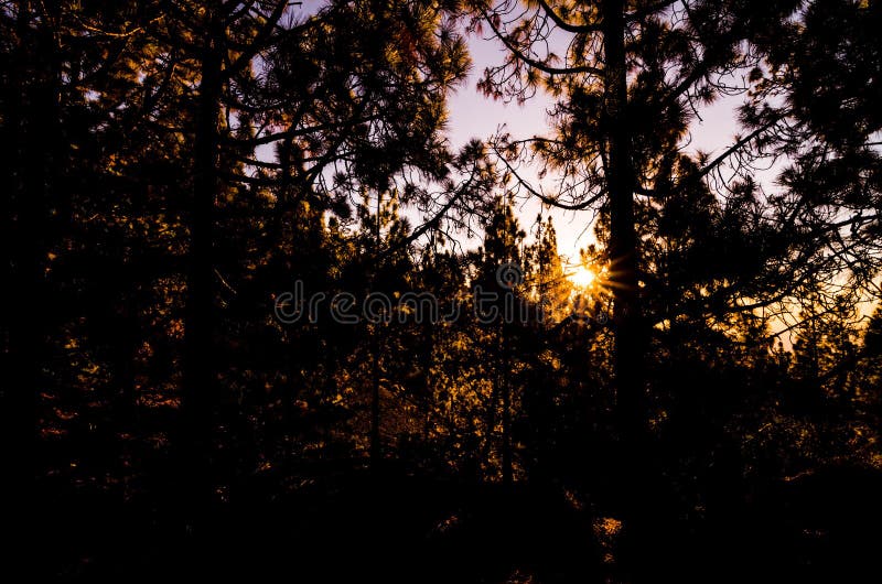 Blocking Sun Trees Stock Photos - Free & Royalty-Free Stock Photos from ...