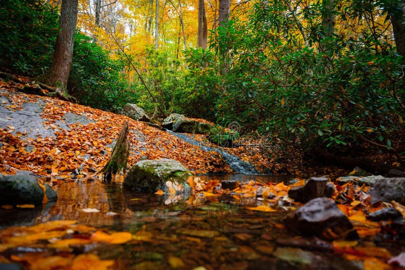 Low Angle of the Orange Fallen Leaves, Autumn Foliage Around a Small ...
