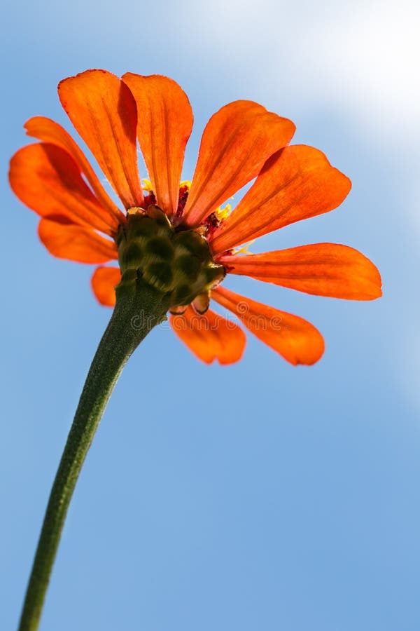 Low angle of orange flower stock image. Image of garden - 25815379
