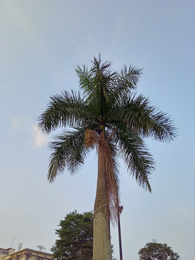 Low Angle of the Palm Tree with Dangling Leaves Stock Image - Image of ...