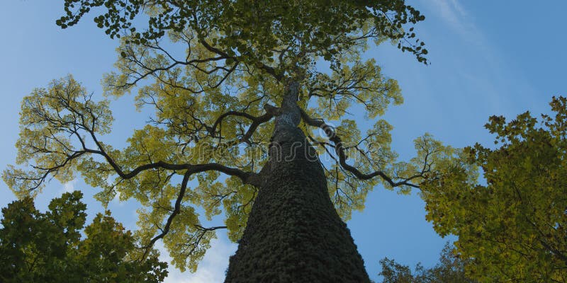 Low Angle Panoramic Shot of a Gorgeous Pond Pine Tree with Green Leaves ...