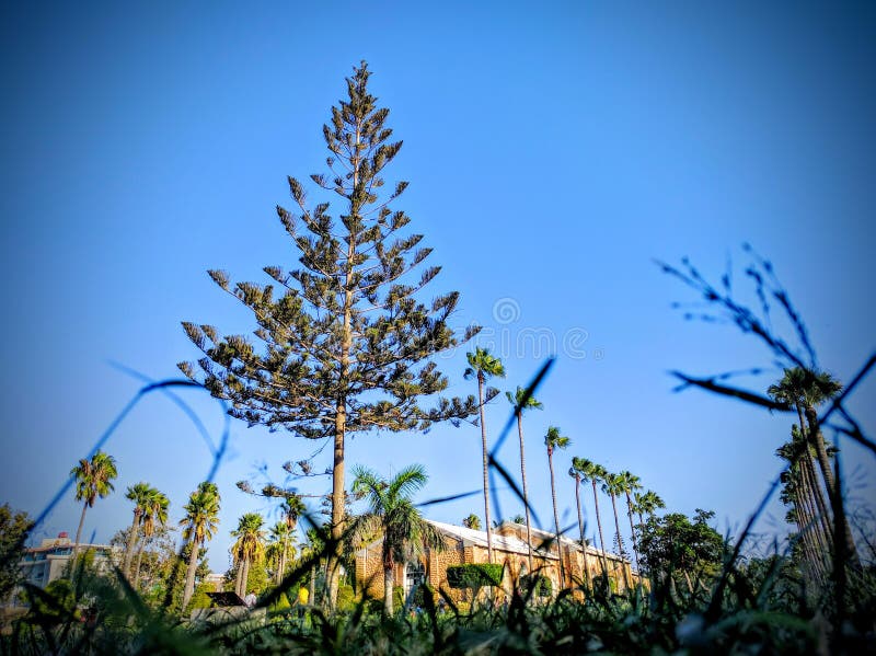 A Pattern of Trees in the Park Stock Image - Image of morning, leaf ...