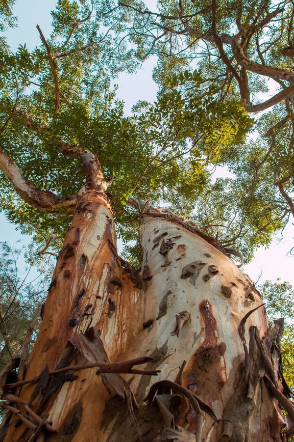 Low-Angle Peeling Tree stock photo. Image of palm, angle - 45408014
