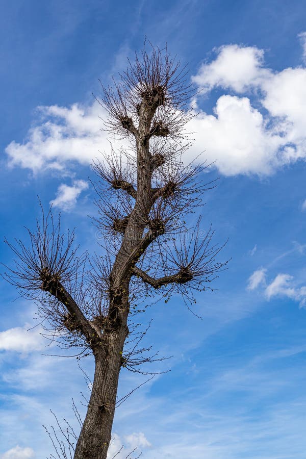 Low Angle Perspective of a Jagged Trunk with Slender Branches and Leafless of Pollard Willow ...