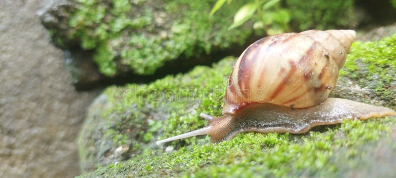 Low-angle Perspective of a Snail Crawling on a Rich Moss Texture. Stock ...