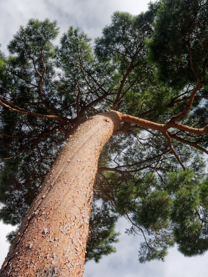 Low Angle Perspective View of Pine Tree Against Cloudy Sky. Stock Image ...