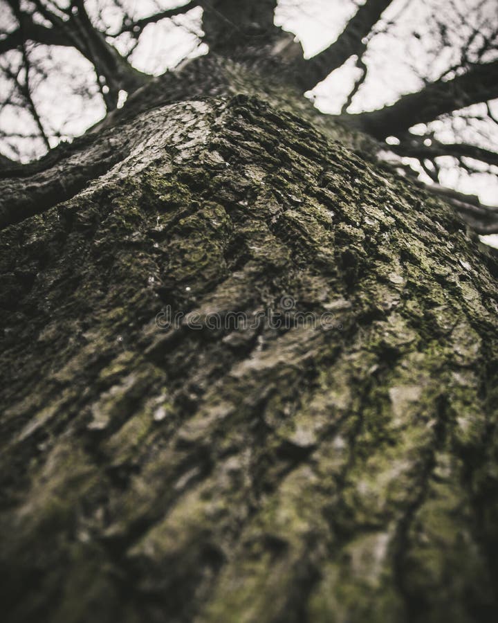 Low-angle Photo of Gray Tree Under White Clouds Stock Photo - Image of ...