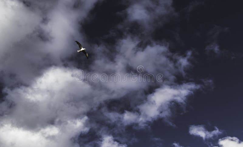 Low Angle Photography Of Grey Flying Bird Stock Photo - Image of ...
