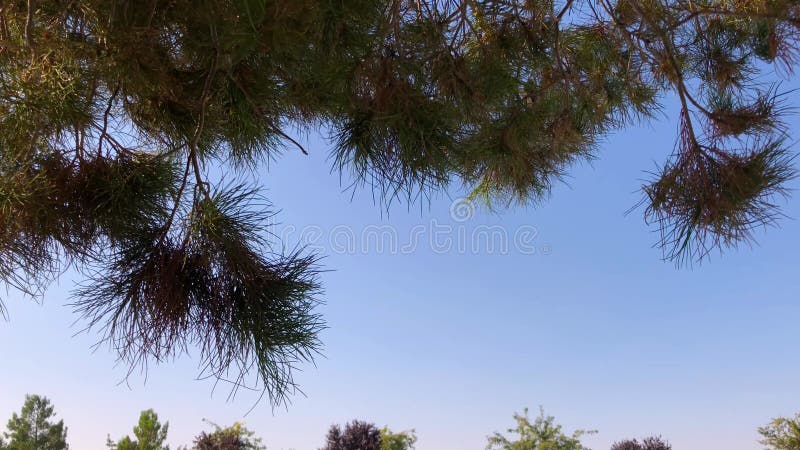 Angle Pine Stock Footage & Videos - 3,724 Stock Videos