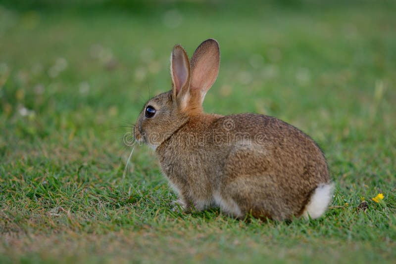Rabbit in a meadow stock image. Image of nature, adorable - 106651057