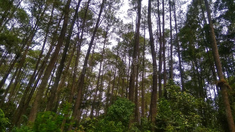 Low Angle Portrait of Trees in Forest Stock Photo - Image of grove ...