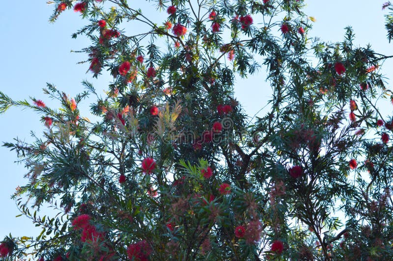 Low Angle Red-flowered Tree Callistemon Citrinus and the Sky Under the ...