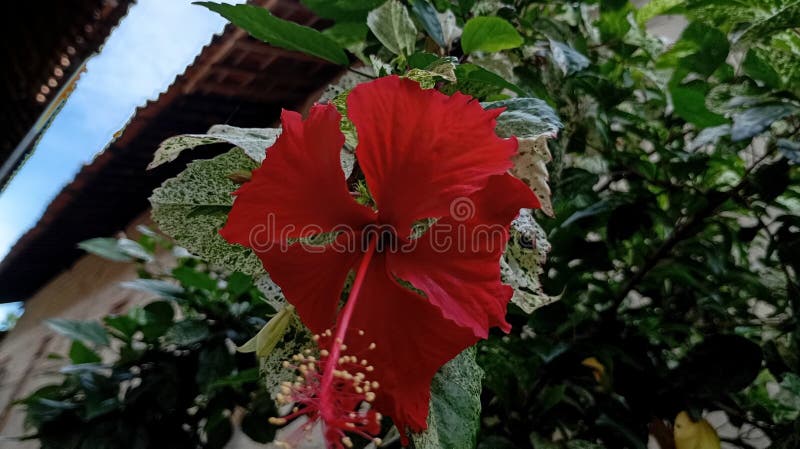 Low Angle of Red Hibiscus Flowers at Garden Stock Image - Image of ...