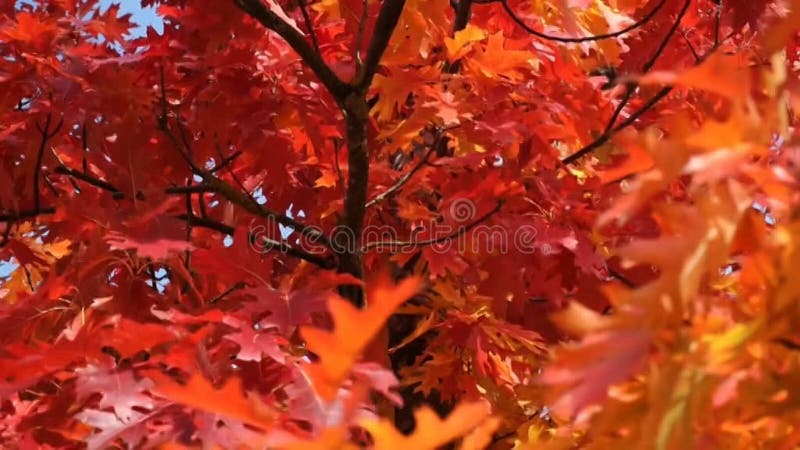 Low Angle of Red and Yellow Foliage on a Tree Flutters in the Wind with ...
