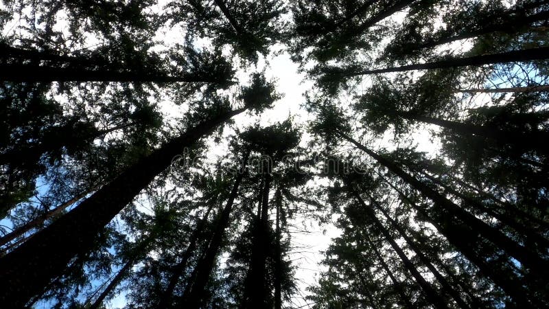 Low Angle Rotating Shot of High Tall Trees with Bright Sky Stock Video ...