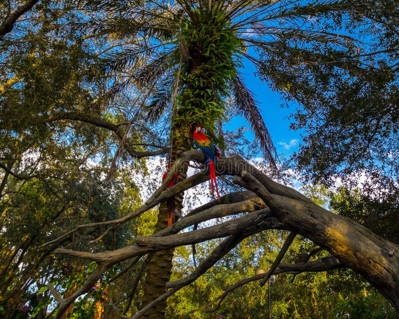 Low Angle of a Scarlet Macaw, Ara Macao Parrot Perched on Tree Branches ...