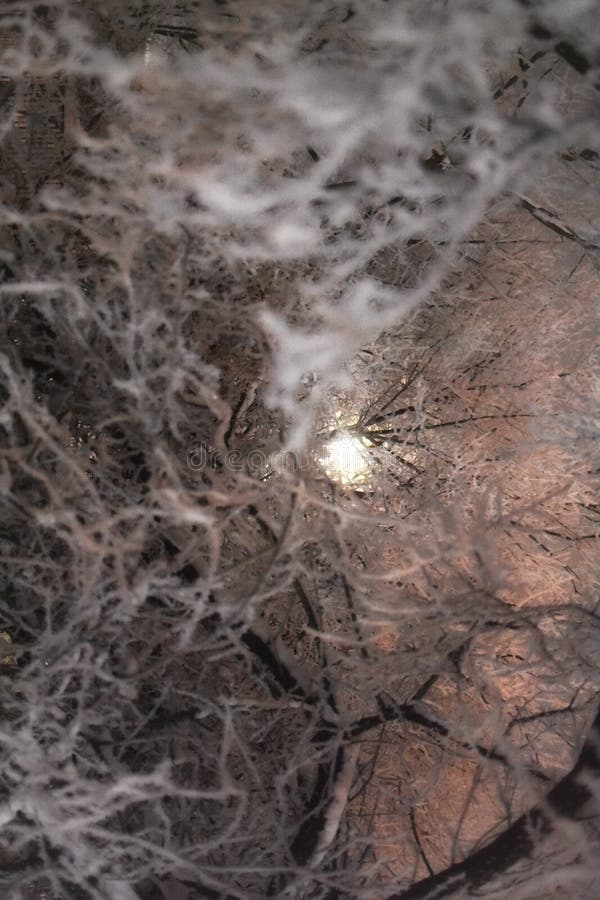 Low Angle Selective Focus Shot of the Full Moon Illuminating through ...