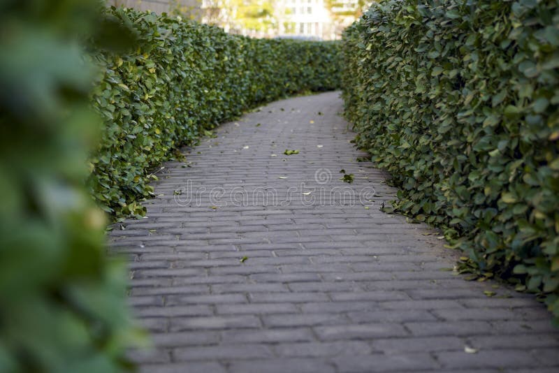 Low-angle Shooting of a Red Brick Path in the Bushes Stock Photo ...