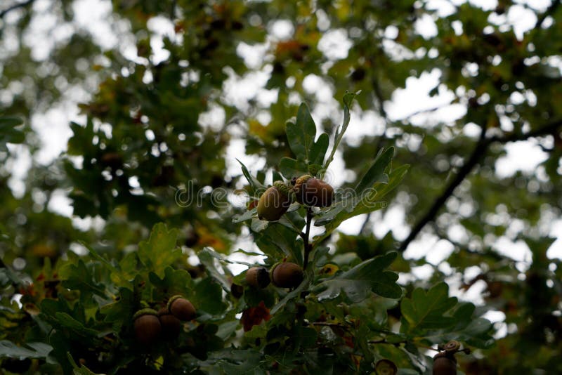 Low Angle Shot of Acorns Growing on the Tree Stock Image - Image of ...