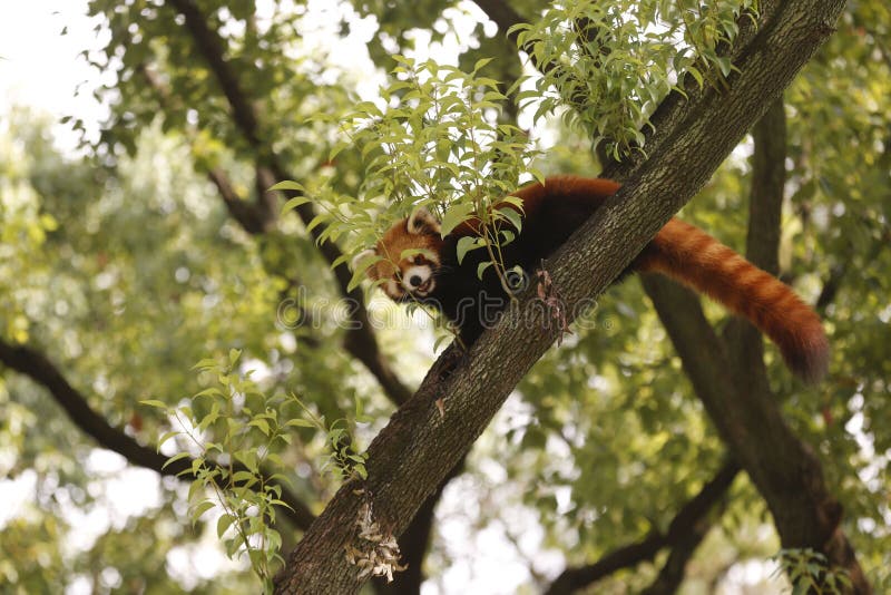 Low Angle Shot of an Adorable Red Panda in a Tree Stock Image - Image ...