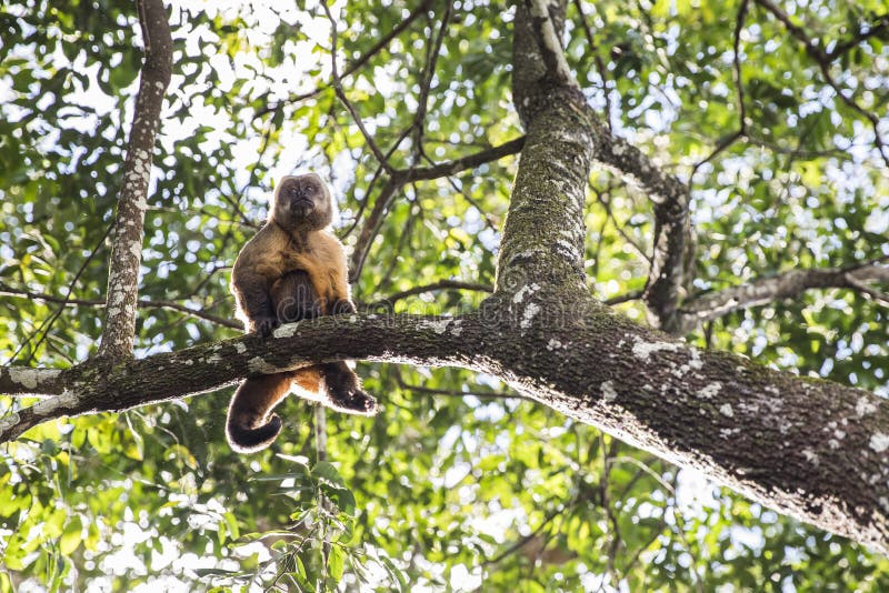 Low Angle Shot of an Adorable Tufted Capuchin Sitting on a Tree Branch ...
