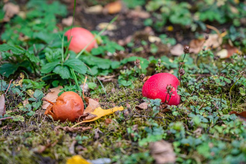 Low Angle Shot of Apples Fallen on the Ground Stock Image - Image of ...