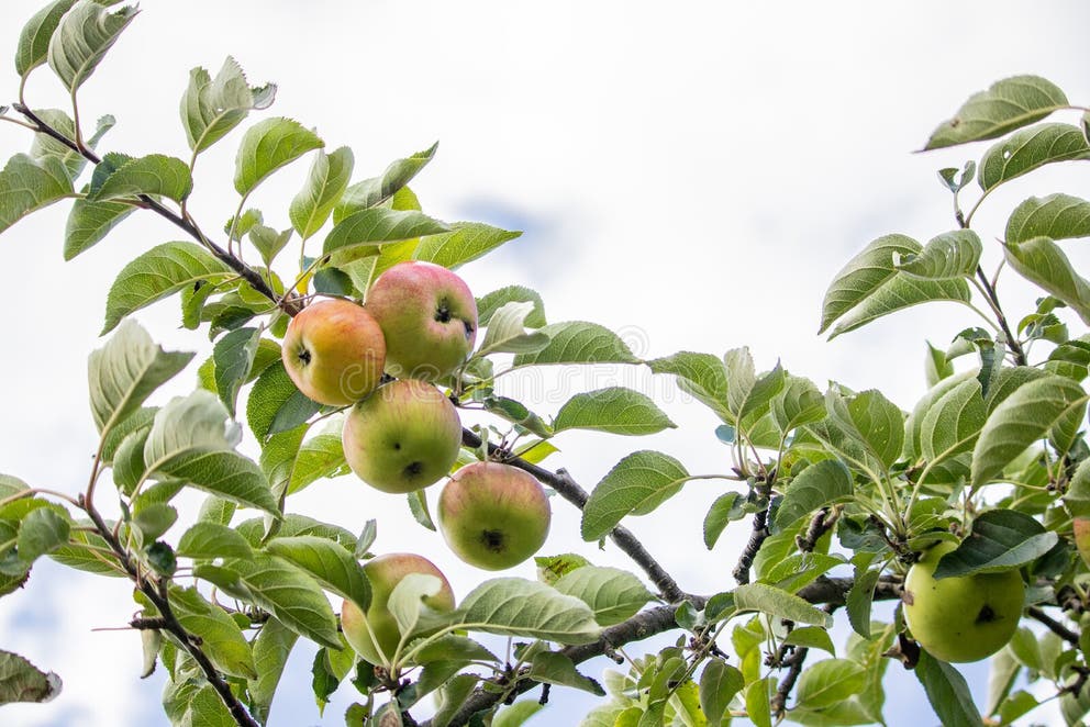 Low Angle Shot of Apples on Tree Branches Stock Image - Image of ...