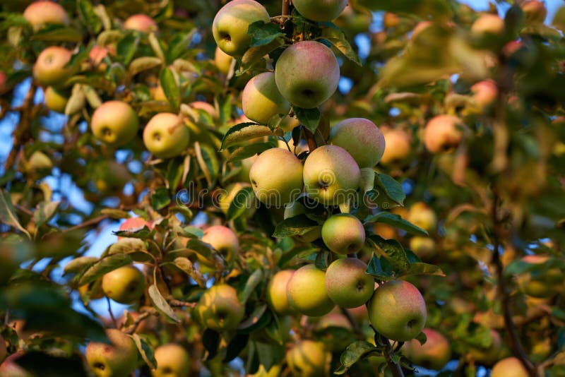 Low Angle Shot of Apples on a Tree Stock Image - Image of fruit, ripe ...