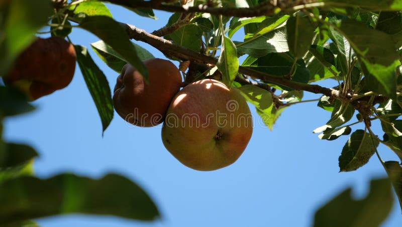 Low Angle Shot of Apples on the Tree Stock Photo - Image of health ...